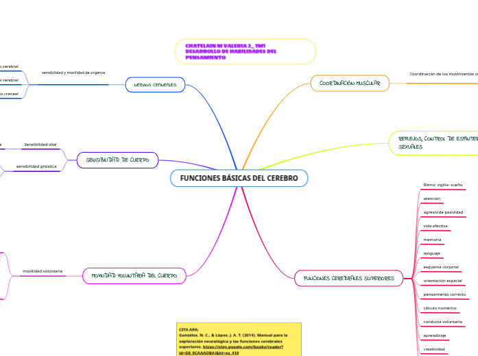 FUNCIONES BÁSICAS DEL CEREBRO - Mind Map